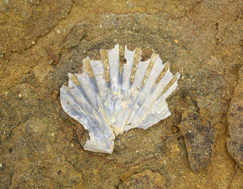 Fossil 01 stock photo. Image of scallops, ancient, geology - 36573274