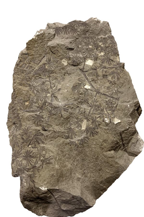 Fossil plant stock image. Image of close, phytolite, rock - 92098775