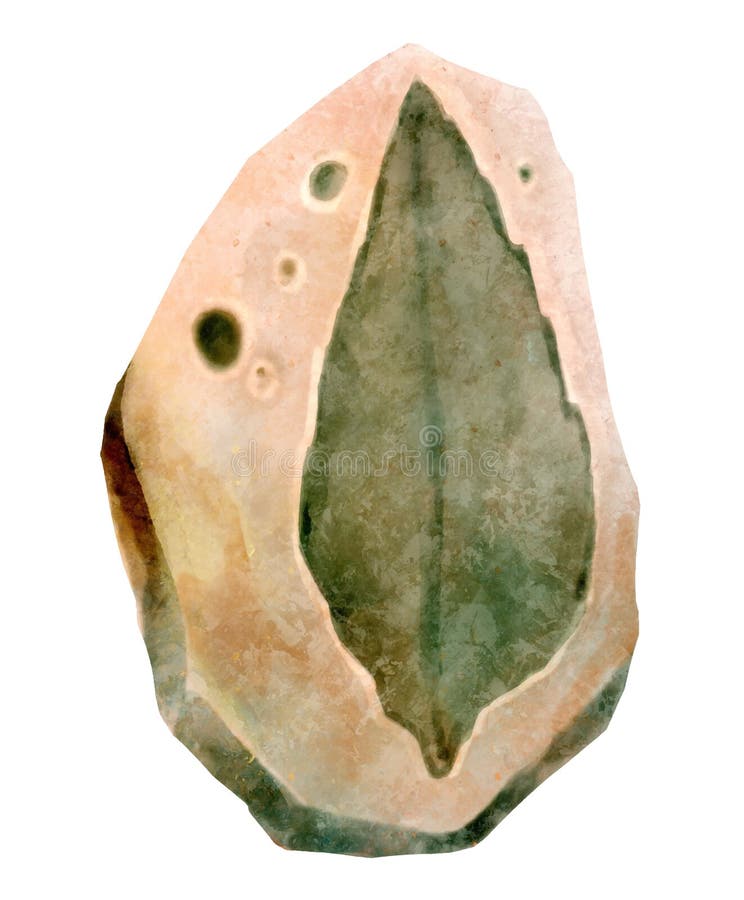 Fossil of Plant in Rock . Watercolor Paint Design Stock Vector ...