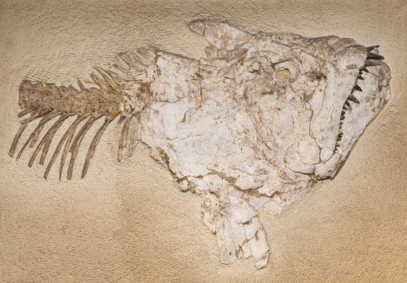 Fossil stock image. Image of archeology, museum, biology - 64580653