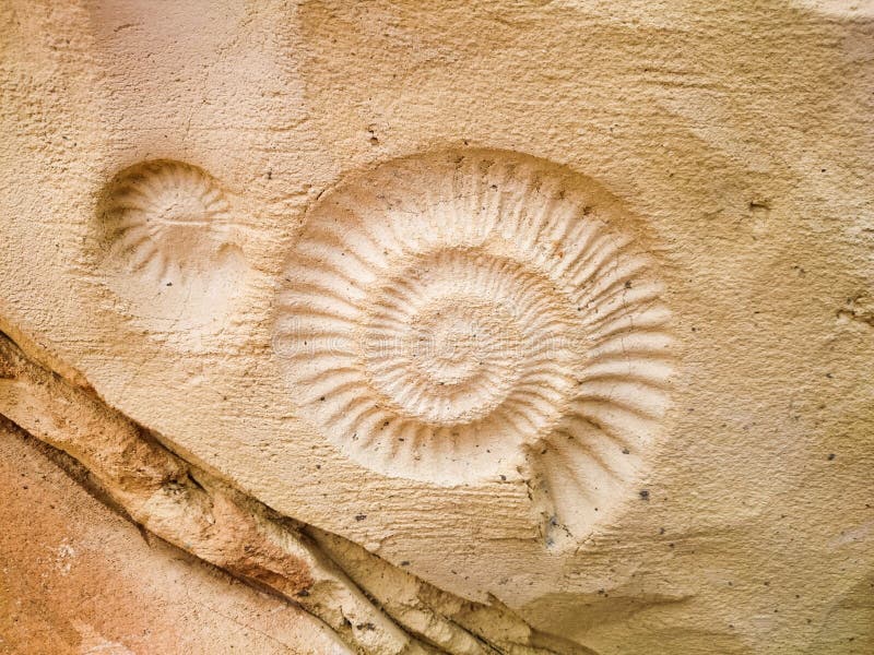 Fossil stock image. Image of creatures, oceans, horns - 57671735 Fossil stock image. Image of creatures, oceans, horns - 57671735