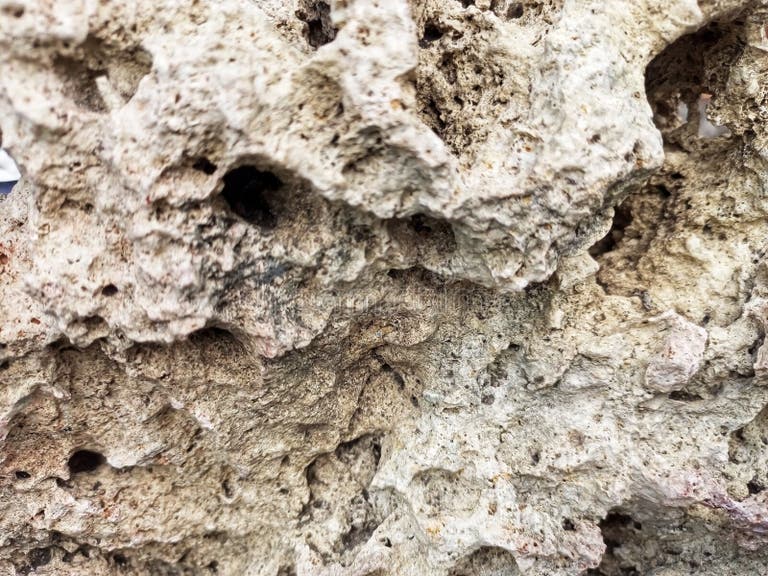 The fossil reef stock image. Image of tree, invertebrate - 258456761