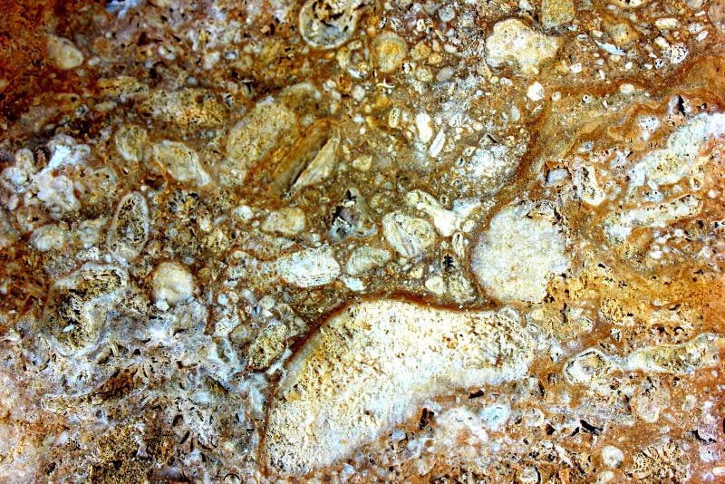 Fossil of the reef stock photo. Image of fossil, organism - 129286680