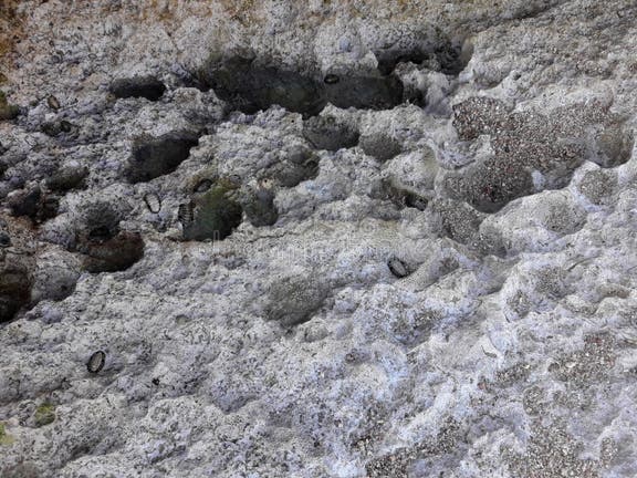 Fossil Rich Porous Rock Surface with Scattered Shell Fragments and ...