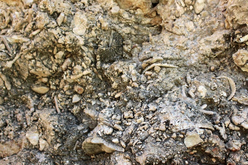 Fossil Rich Rock Surface Displaying an Array of Marine Remains and ...