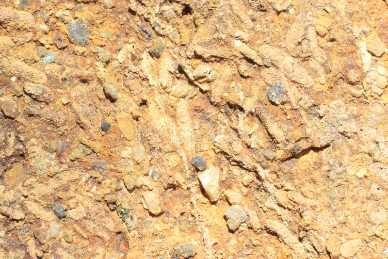 Fossil stock image. Image of grain, collection, plant - 53548303