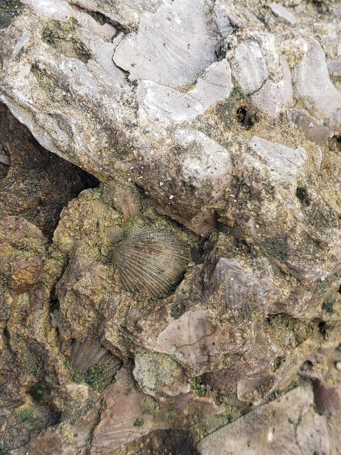 Fossil rocks stock photo. Image of leaf, rock, trunk - 242041410