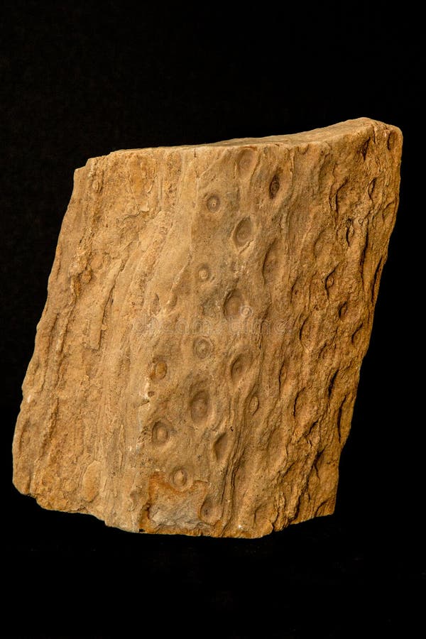 The petrified root stock image. Image of aerial, horizontal - 263410443