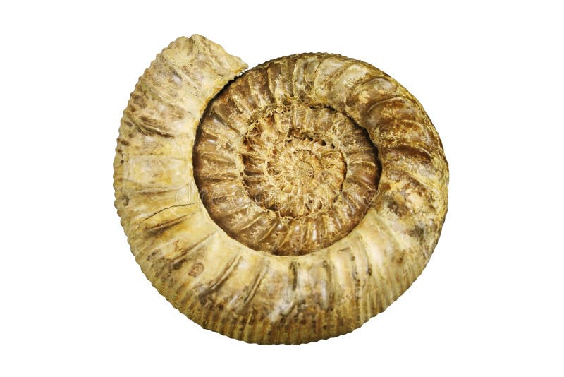 Fossil sea shell stock photo. Image of fossil, close, swirl - 7130518