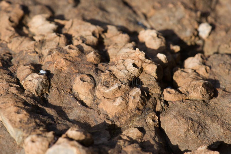 Fossil sea sponge on stone stock image. Image of brown - 81529367