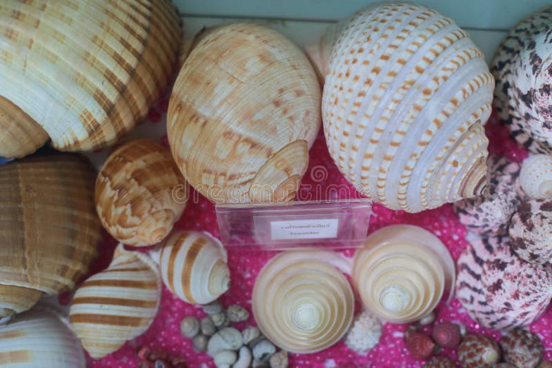 Sea shell and fossil stock photo. Image of seashell, shell - 76395478