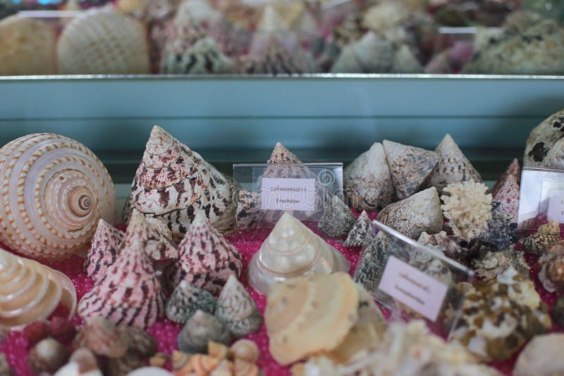 Sea shell and fossil stock photo. Image of mollusca, shell - 76395492