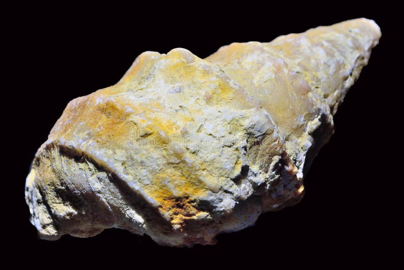 Fossil of Seashell Mixed in the Gravel of Exposed Aggregate Finish ...