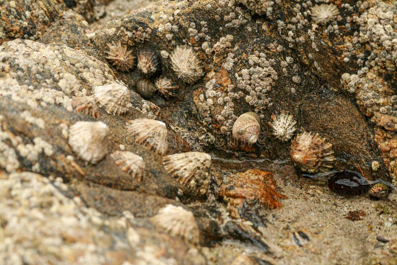 Fossil Seashells on a Brown Rock Stock Photo - Image of snail, fossil ...