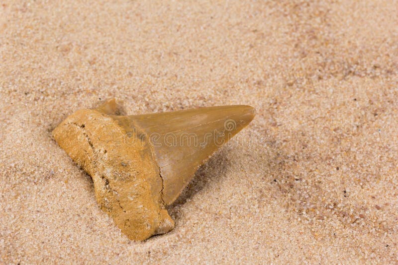 Fossil Shark Tooth in the Sand Stock Image - Image of archaeology ...