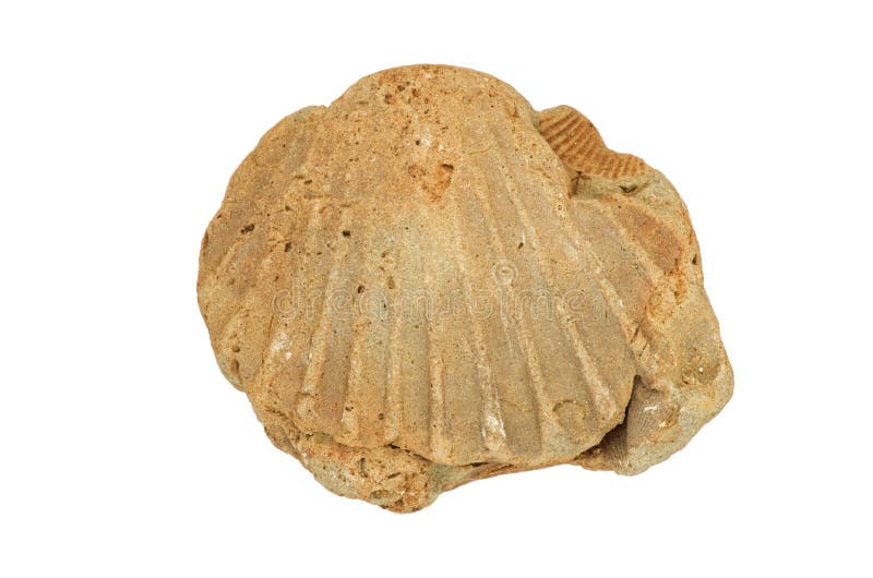 Fossil Shell stock photo. Image of shell, education, prehistoric - 5257104