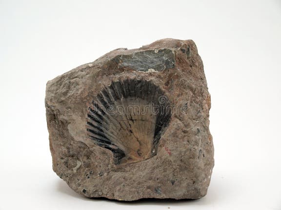 Fossil Shell stock photo. Image of shell, education, prehistoric - 5257104
