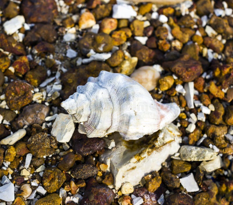 Fossil Shell Beach Cemetery, the Shell Graveyard in Krabi Stock Image ...