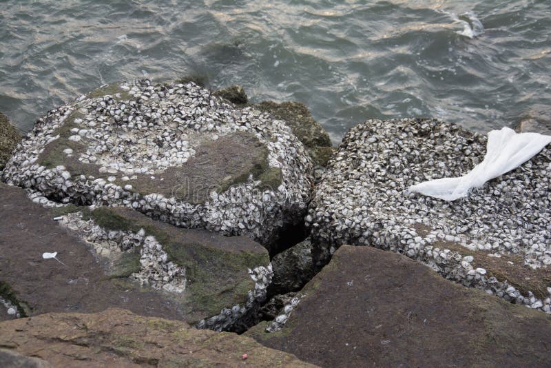 View From Fossil Shell Beach Stock Image - Image of tourism, coastline ...