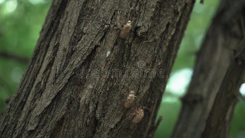 Fossil or Shell of Cicada or Insect Molting on the Tree in the Summer ...