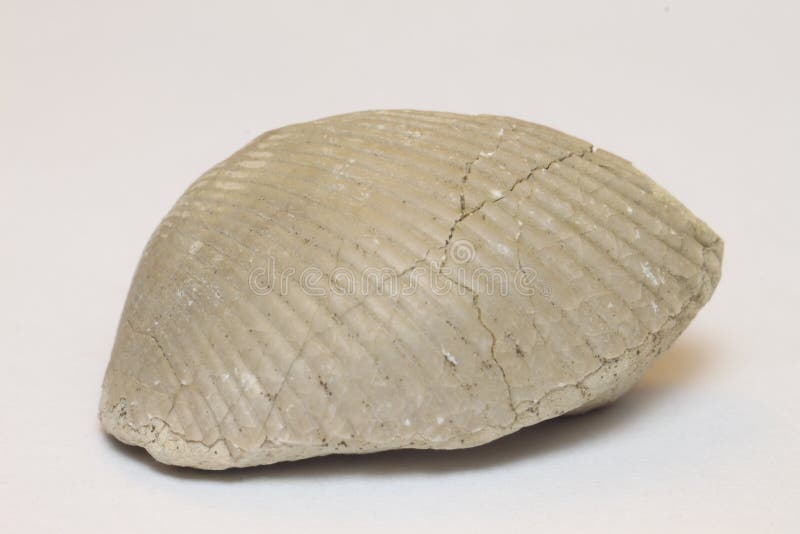 Fossil Shell stock photo. Image of background, biology - 80487122