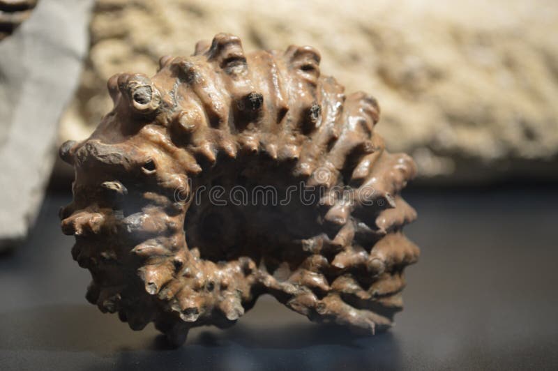 Fossil of shell stock image. Image of museum, fossil - 91389125