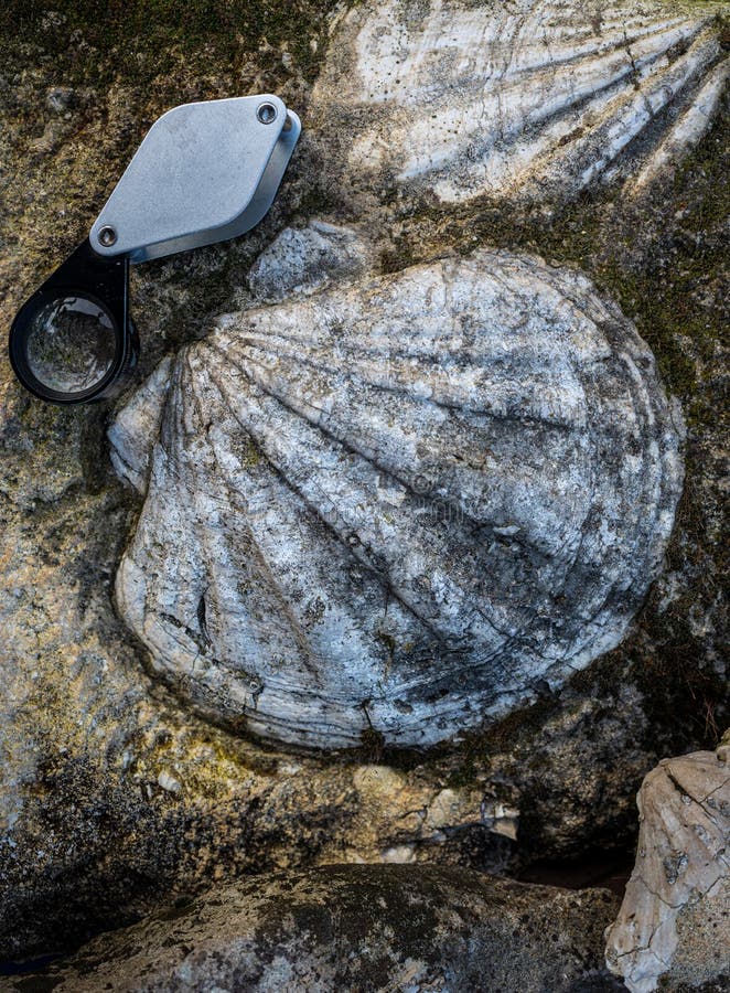 Fossil Shell in Limestone and Hand Lens Stock Photo - Image of hand ...