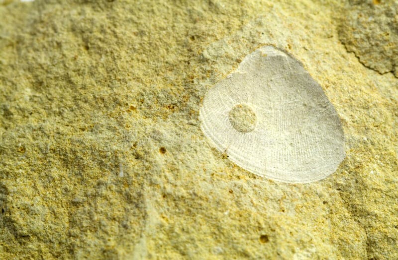 Shell Picture. Image: 7897238