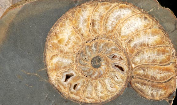 Fossil shell in stone stock photo. Image of fossilize - 3085058
