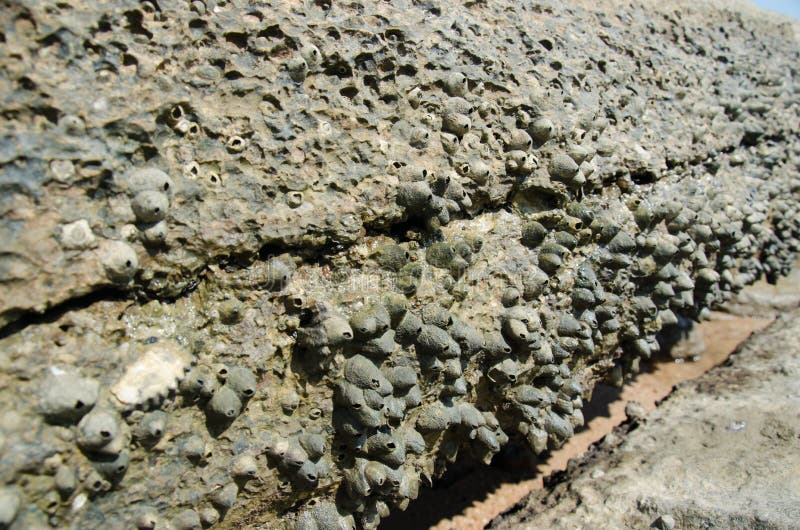 Fossil Shell Beach Cemetery, The Shell Graveyard In Krabi Stock Image ...