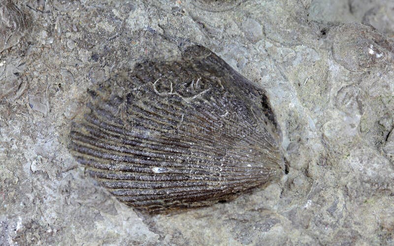 Fossil Shell stock photo. Image of exotic, primeval, natural - 54090094