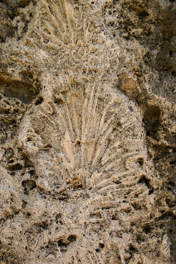 Fossil of a shell stock image. Image of state, windley - 241884955
