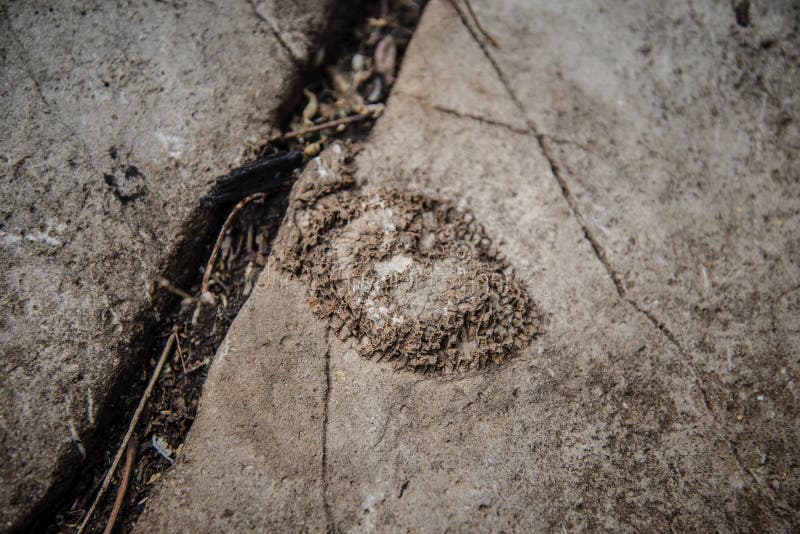 283 Ancient Shellfish Fossil Stock Photos - Free & Royalty-Free Stock ...