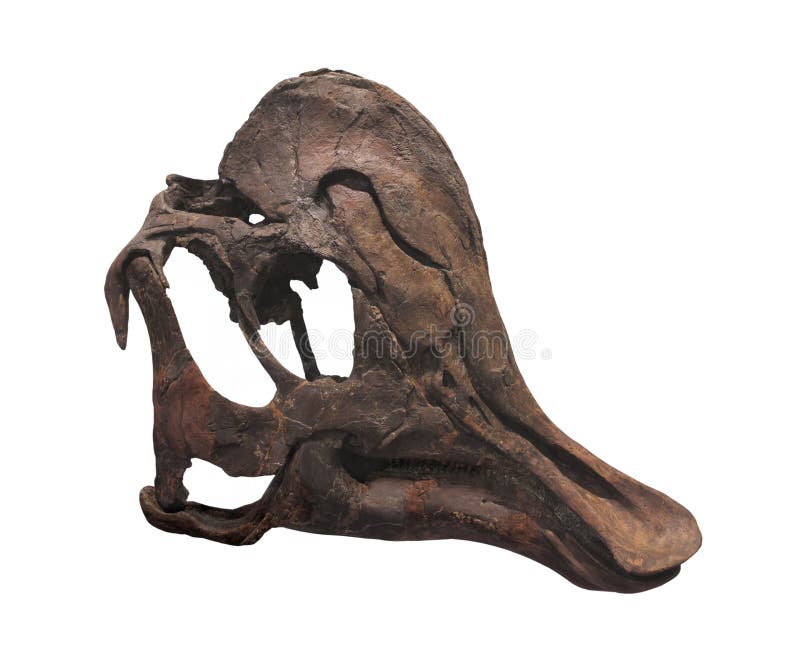 Dinosaur Fossil Head Isolated. Stock Photo - Image of paleontology ...