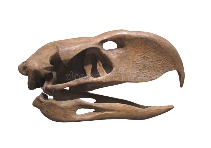 Fossil Skull Extinct Giant Bird Isolated Stock Photo - Image of terror ...