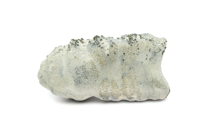 Fossil of a Spong. Chalk Rock with Pyrite Crystals Stock Photo - Image ...
