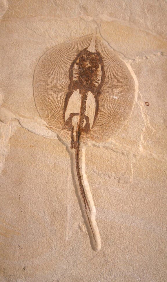 Fossil Stingray Heliobatis Radians Stock Image - Image of paleontology ...