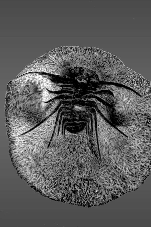 Crustaceans Fossil Droppings Stock Photo - Image of crustaceans, fossil ...