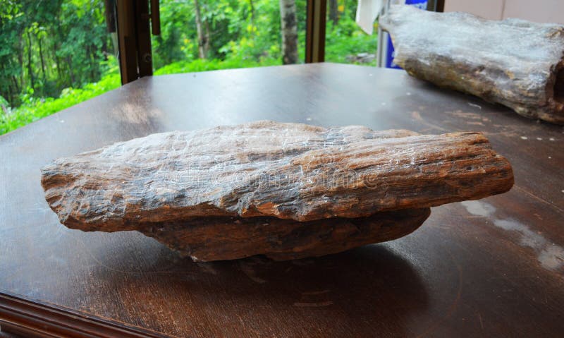 Fossil Stone stock image. Image of shape, ruins, shell - 45820197