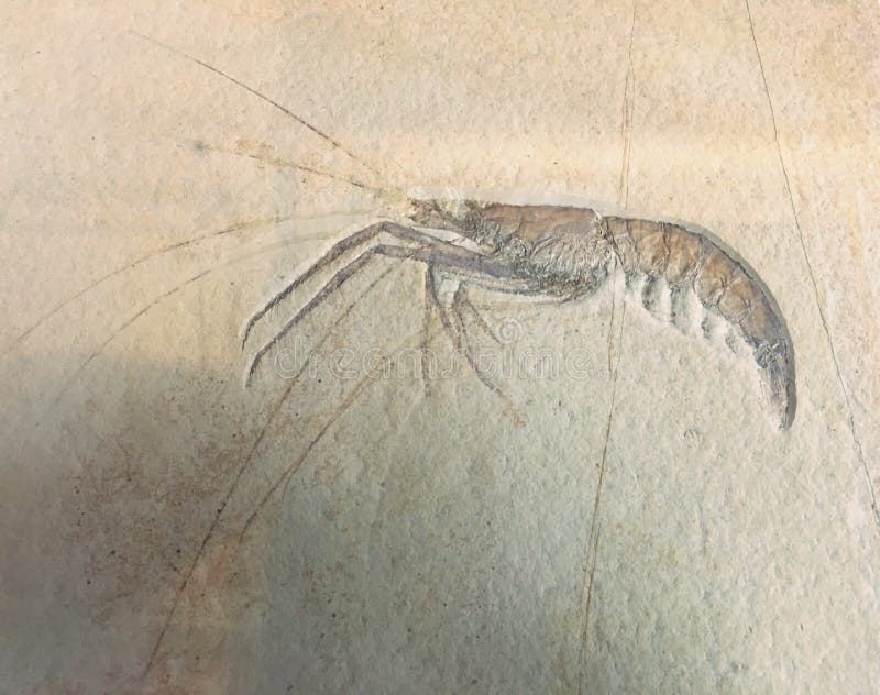 Fossil stock image. Image of stone, emboss, fossil, shrimp - 114198913