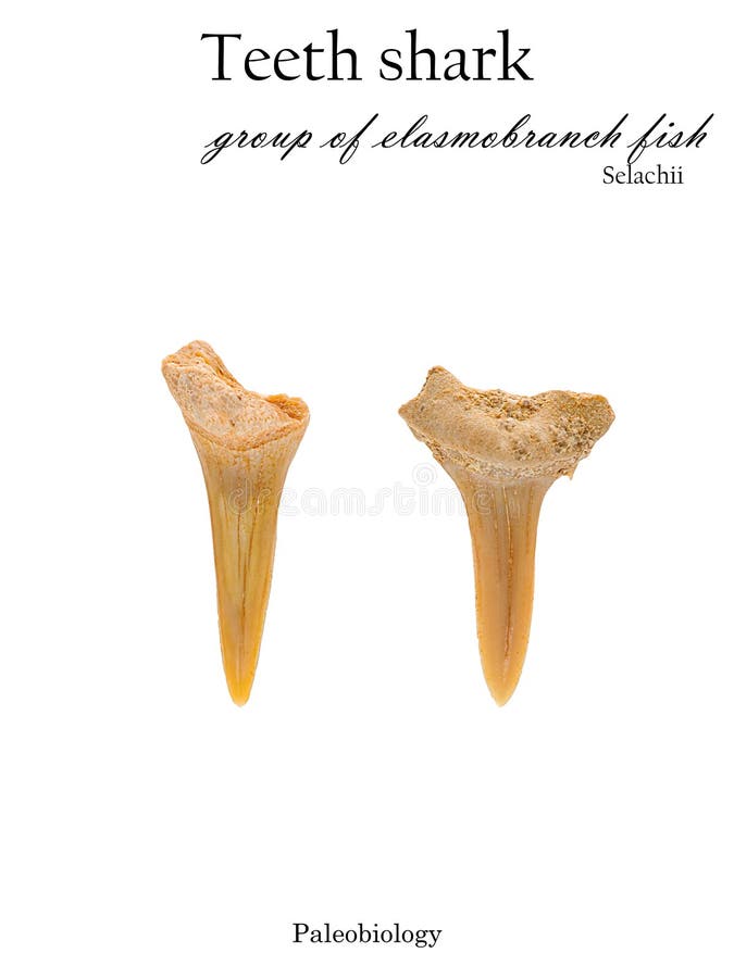 Fossil Teeth Fish Shark Isolated Stock Photo - Image of shark, side ...