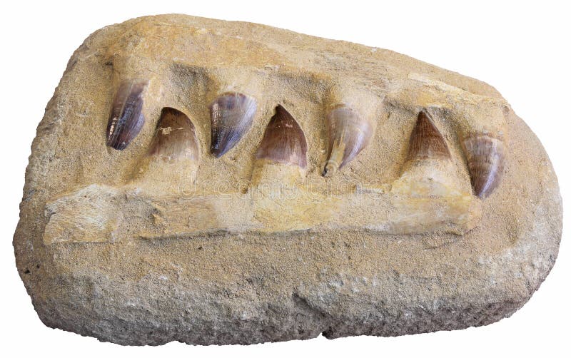 Fossil Teeth and Jaw Bone of Dinosaur Isolated. Stock Image - Image of ...