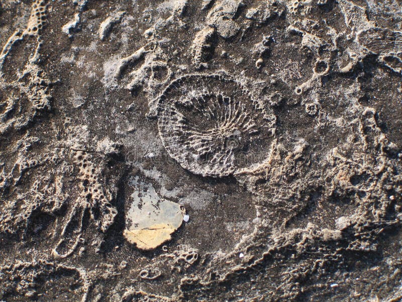 Fossil texture stock image. Image of erie, texture, stone - 1156039