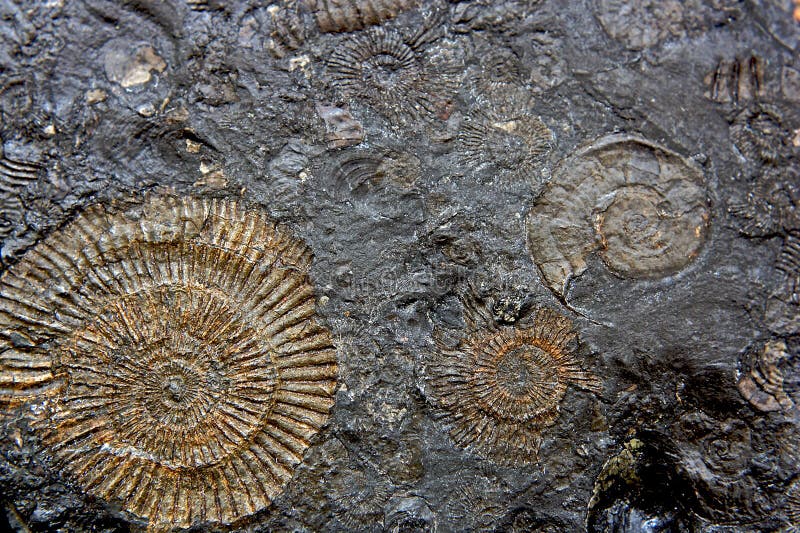 Fossil texture stock image. Image of graded, abstract - 7812931