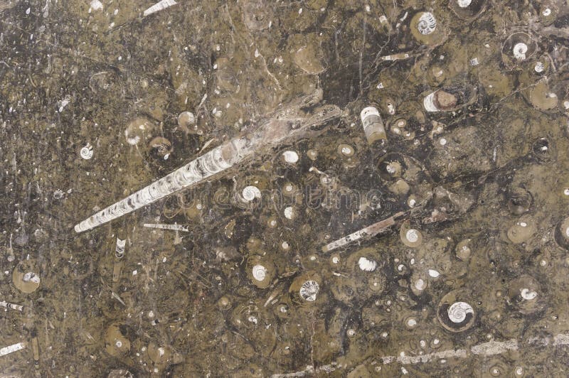 Fossil stock photo. Image of fountain, fossils, black - 64736426