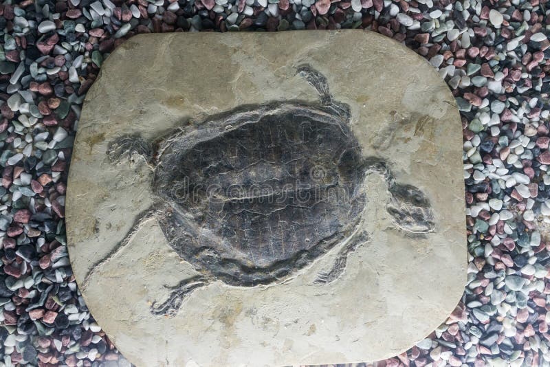 Fossil tortoise stock photo. Image of stone, paleontology - 42417430