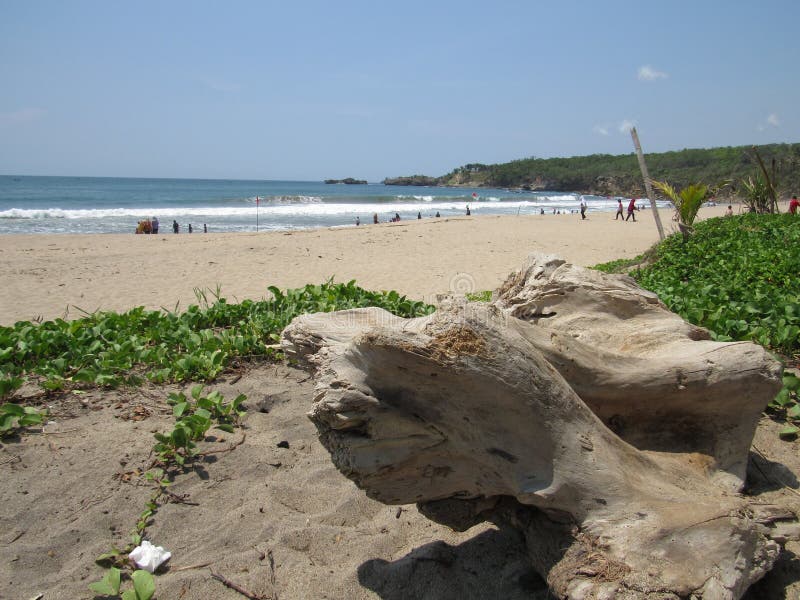 The Fossil of Tree Trunk on the Beach at Pacitan, Indonesia Stock Photo ...