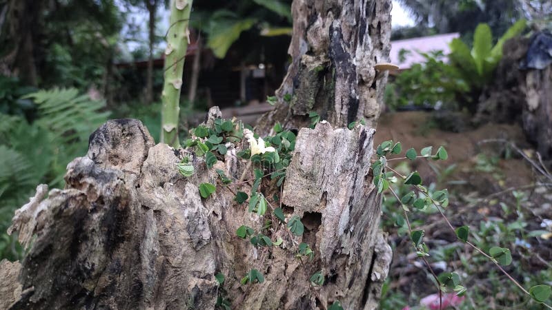 Fossil Tree Trunk that Has Been Covered with Vines Stock Image - Image ...