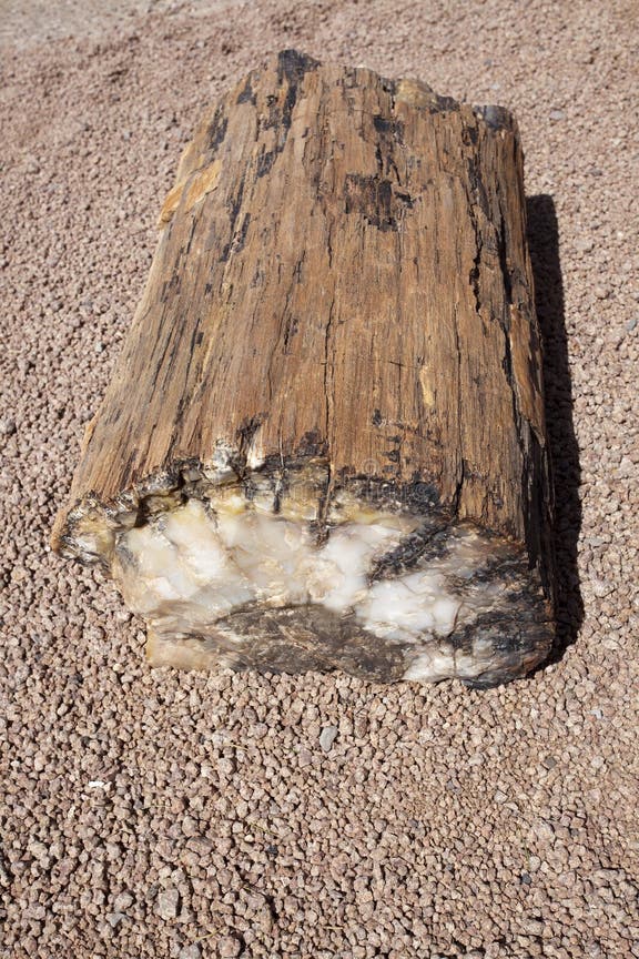 Fossil tree stock image. Image of imprint, aged, paleontology - 35535257