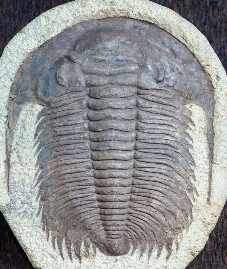 Fossil - old trilobite stock photo. Image of history - 83326548